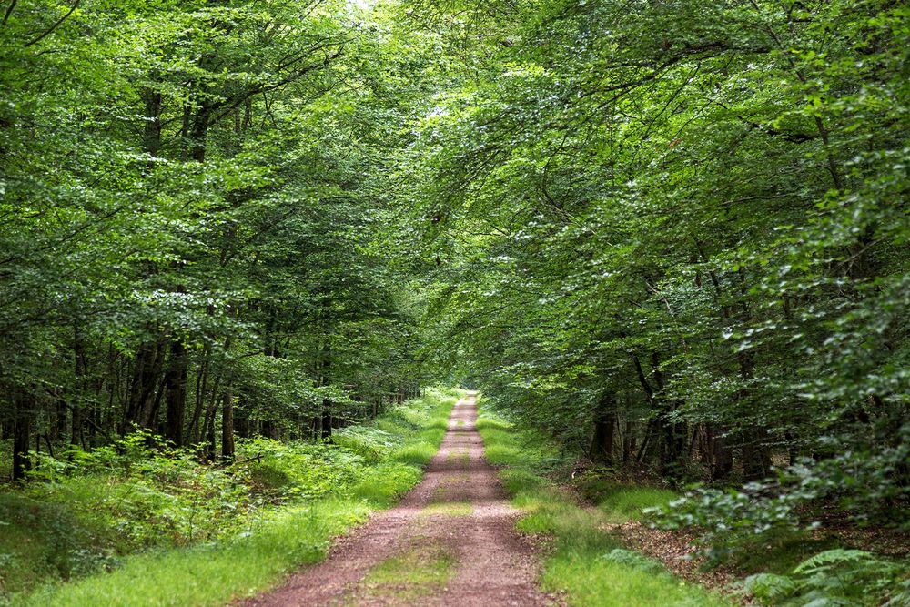 10 randonnées en forêt en France