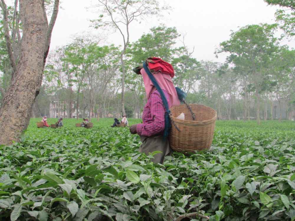 Visiter Assam : préparez votre séjour et voyage Assam | Routard.com