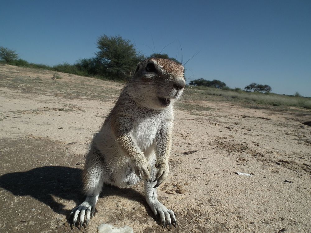 Visiter Gaborone : préparez votre séjour et voyage Gaborone | Routard.com