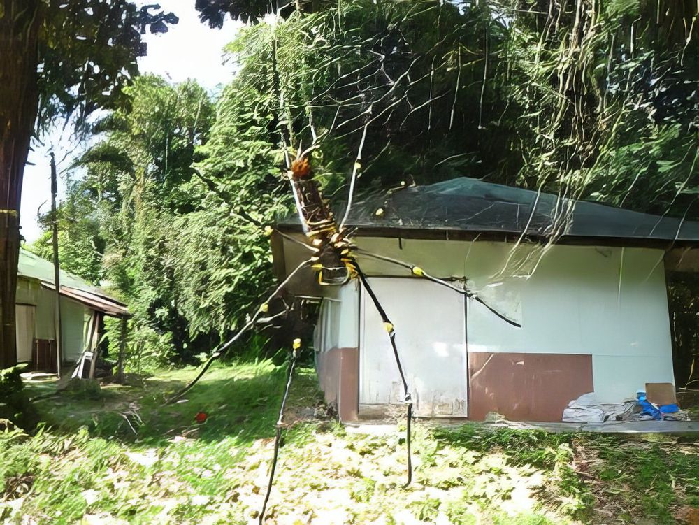 Visiter Khao Phanom Bencha National Park : préparez votre séjour et ...