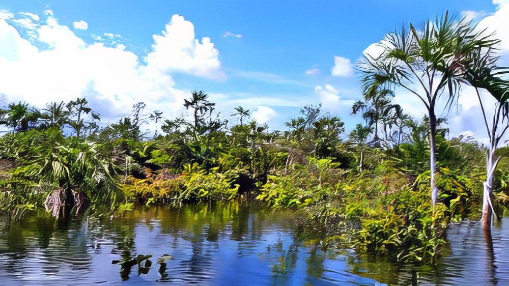 Visiter Amazonie : préparez votre séjour et voyage Amazonie | Routard.com