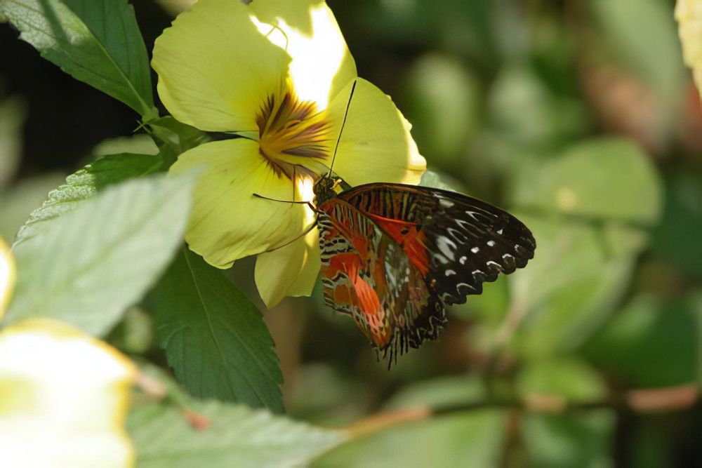 Visiter Butterfly Park : préparez votre séjour et voyage Butterfly Park ...
