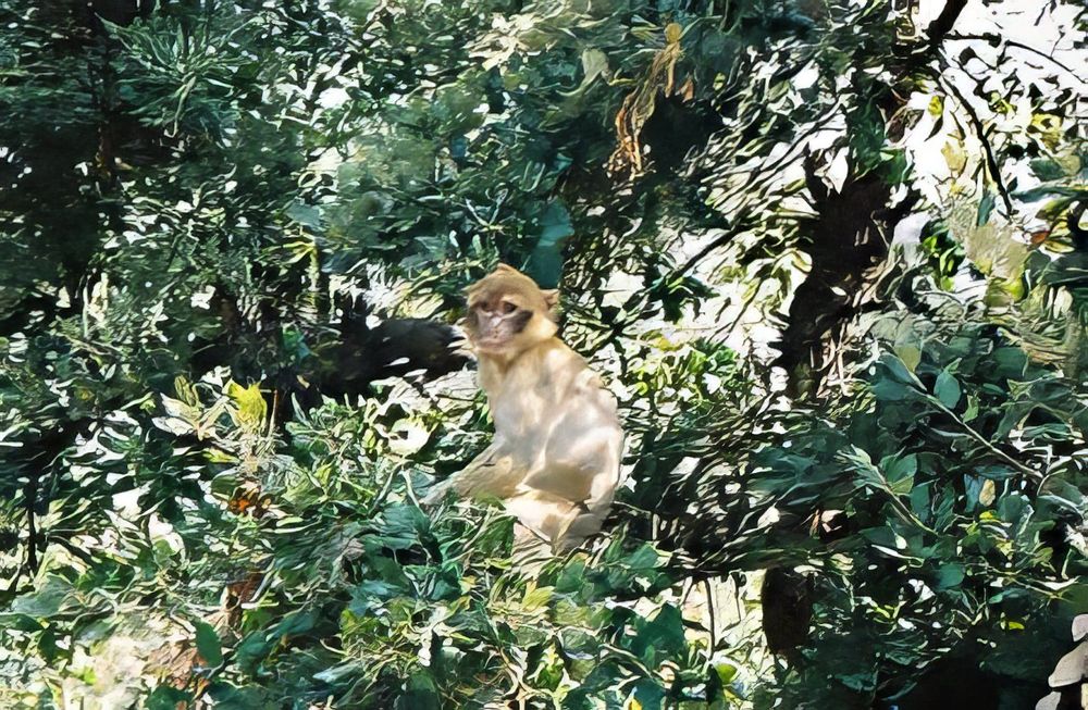 Visiter Forêt de Yakouren : préparez votre séjour et voyage Forêt de ...