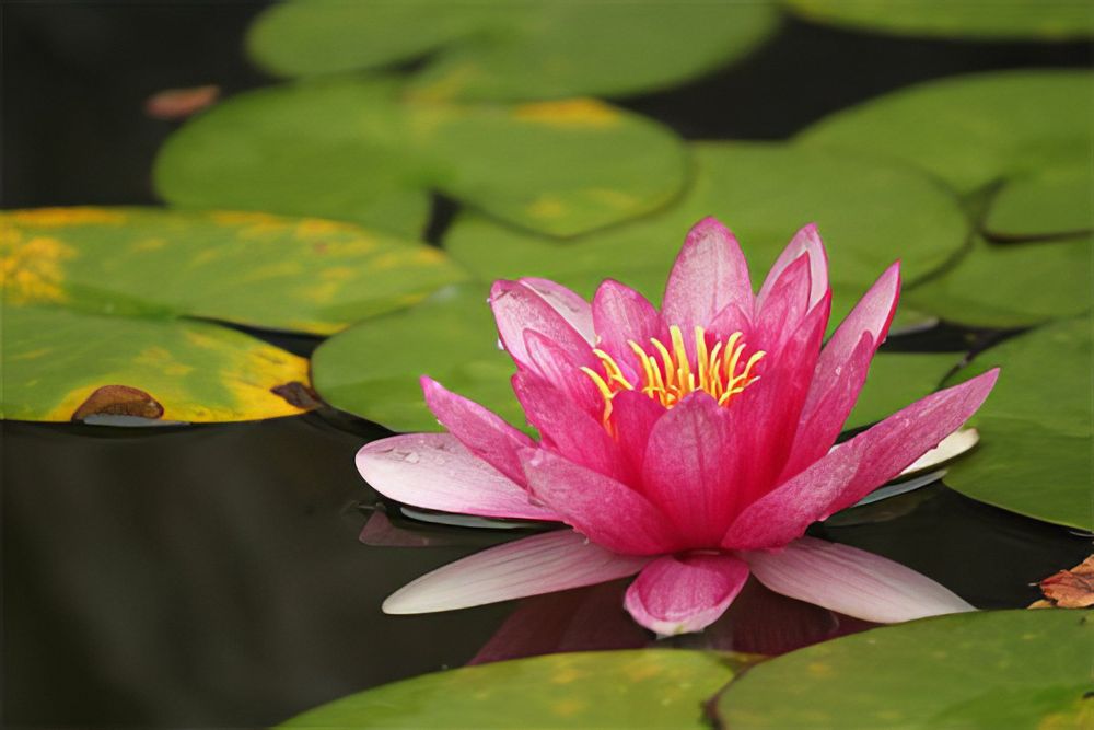 Visiter Jardin Liu ou jardin Attardez-vous : préparez votre séjour et ...