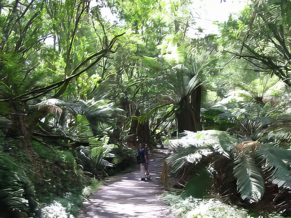 Visiter Ferntree Gully National Park : préparez votre séjour et voyage ...