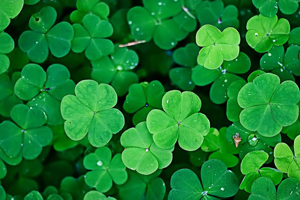 La Saint-Patrick dans le monde