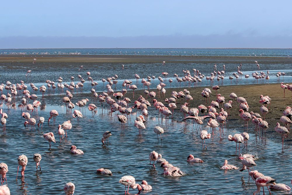 Visiter Walvis Bay : préparez votre séjour et voyage Walvis Bay ...
