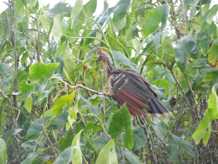 Visiter Réserve naturelle des marais de Kaw-Roura : préparez votre ...