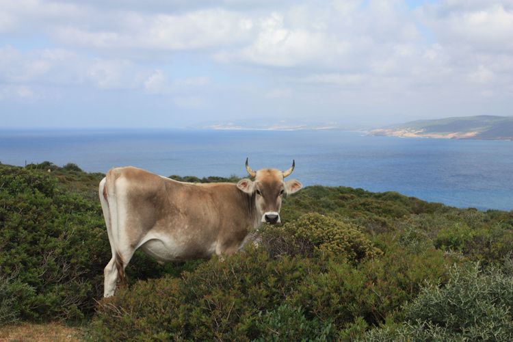 Visiter Cap Serrat : préparez votre séjour et voyage Cap Serrat ...